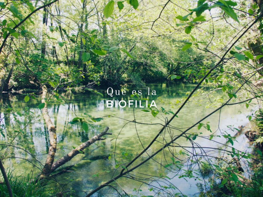 ¿Que es la Biofilia? – Ellalabella