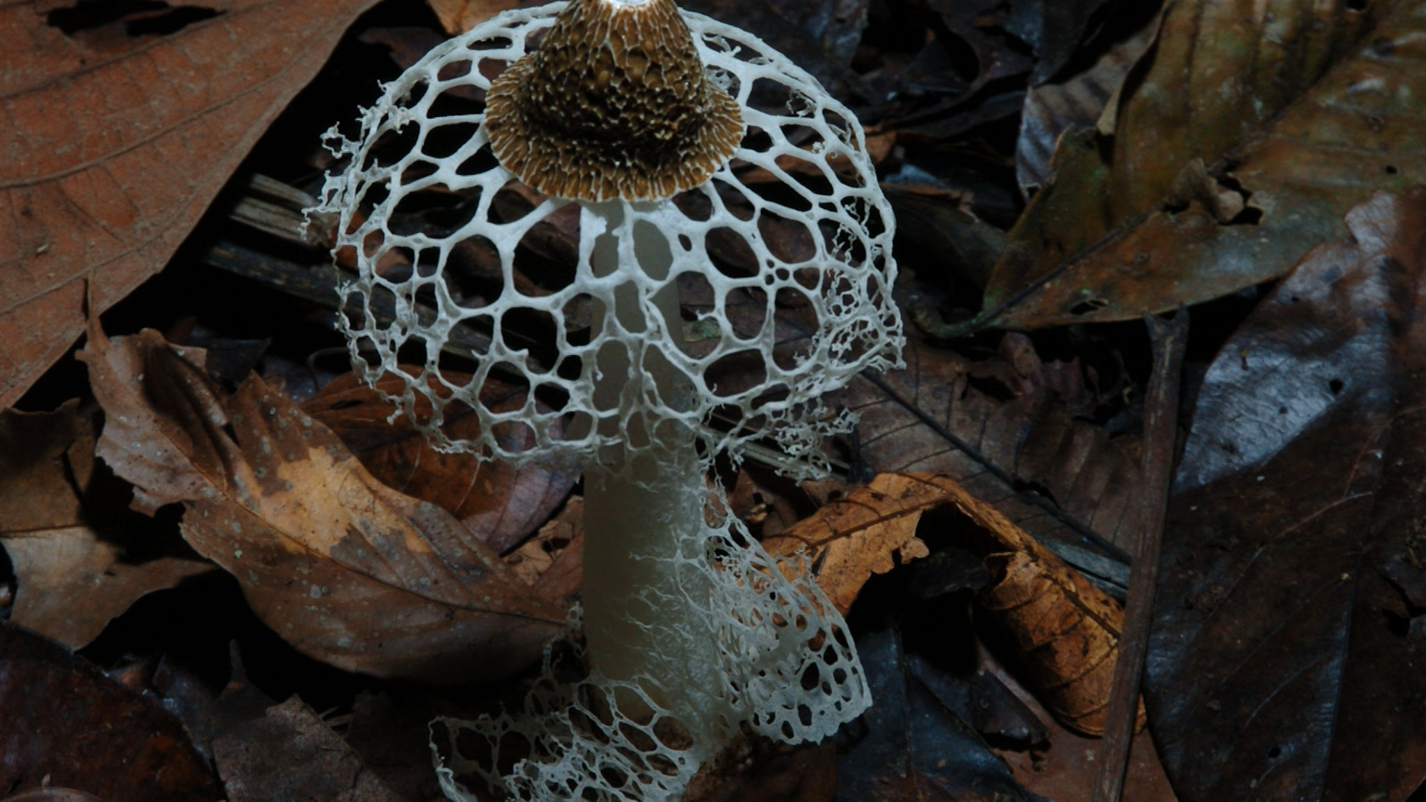 «Fantastic Fungi» documental sobre el mágico mundo de los hongos ...