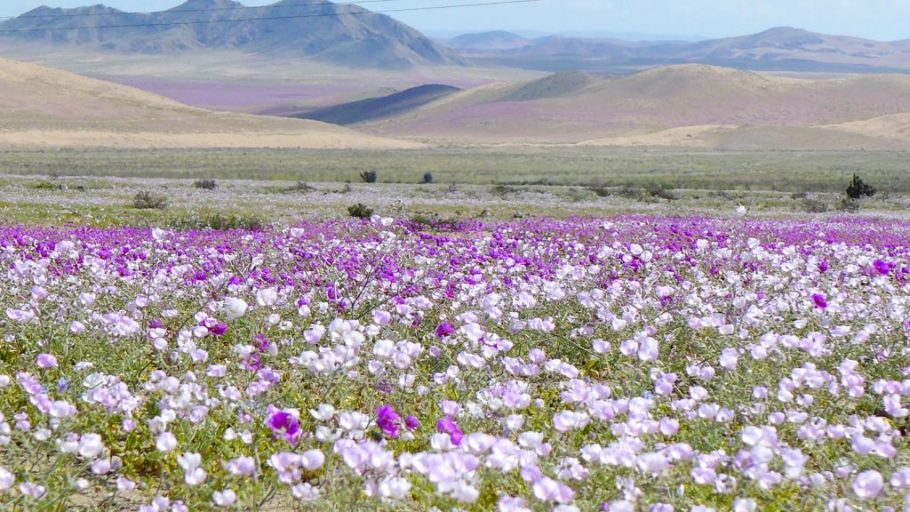 Se anuncia la creación del Parque Nacional Desierto Florido, para ...